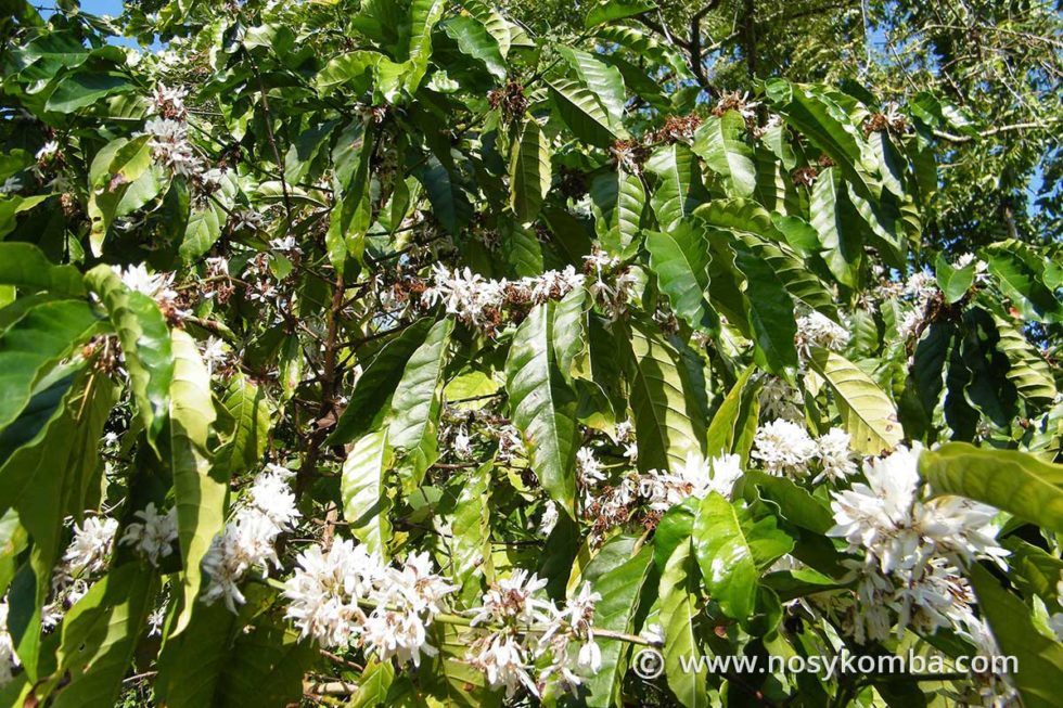 The blooming of the flowers - Nosy Komba