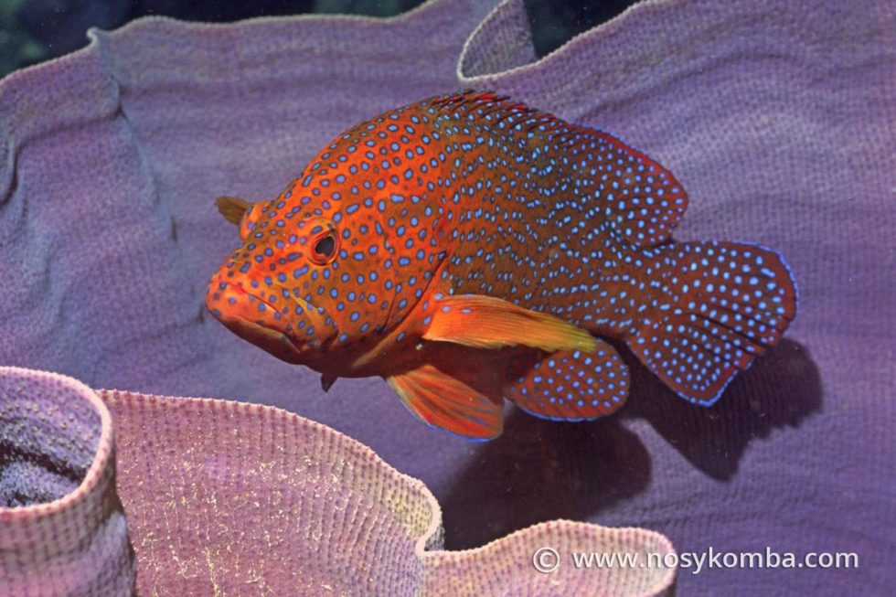 Nosy Tanikely - Nosy Be's natural marine park - Nosy Komba