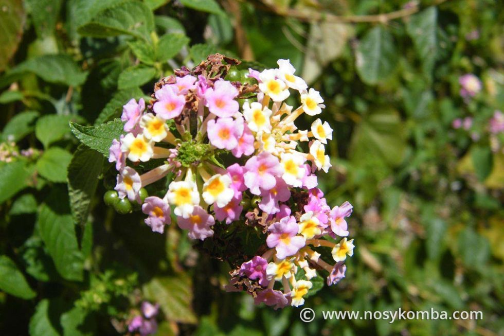 Medicinal plants - Phytotherapy - Nosy Komba