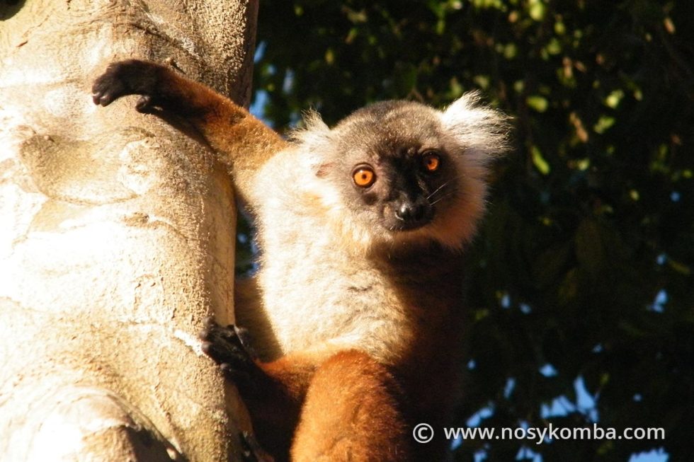 Faune marine - Nosy Komba - Biodiversité marine de Nosy Be