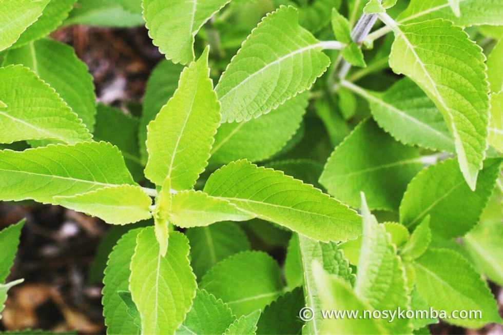 Medicinal plants - Phytotherapy - Nosy Komba