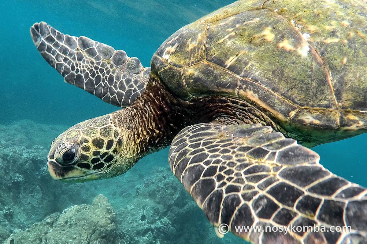 Faune marine - Nosy Komba - Biodiversité marine de Nosy Be