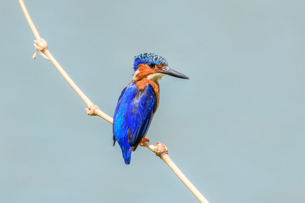 The birds - Nosy Komba